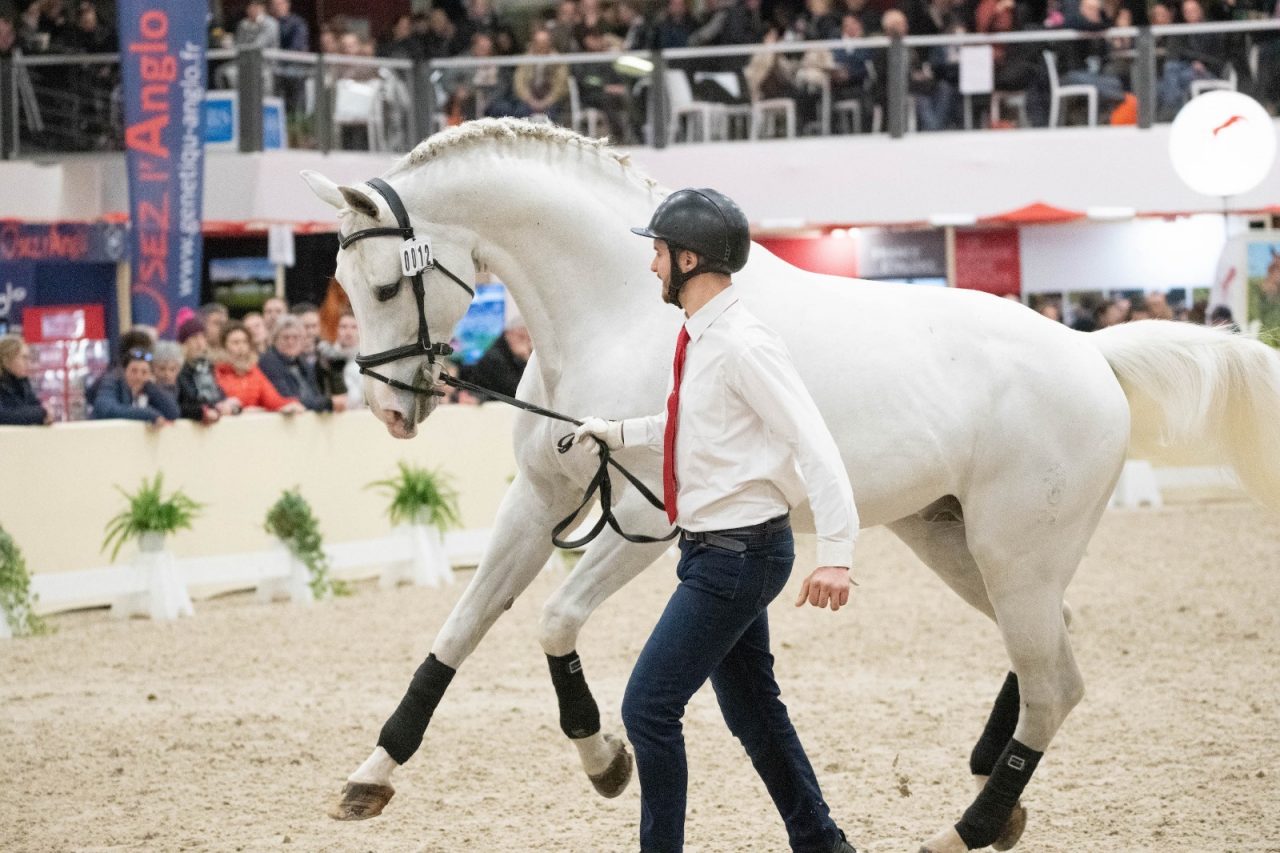 COLESTUS - Béligneux le haras