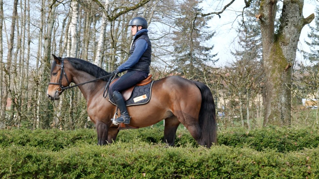 Packson Bel Z - Béligneux le haras