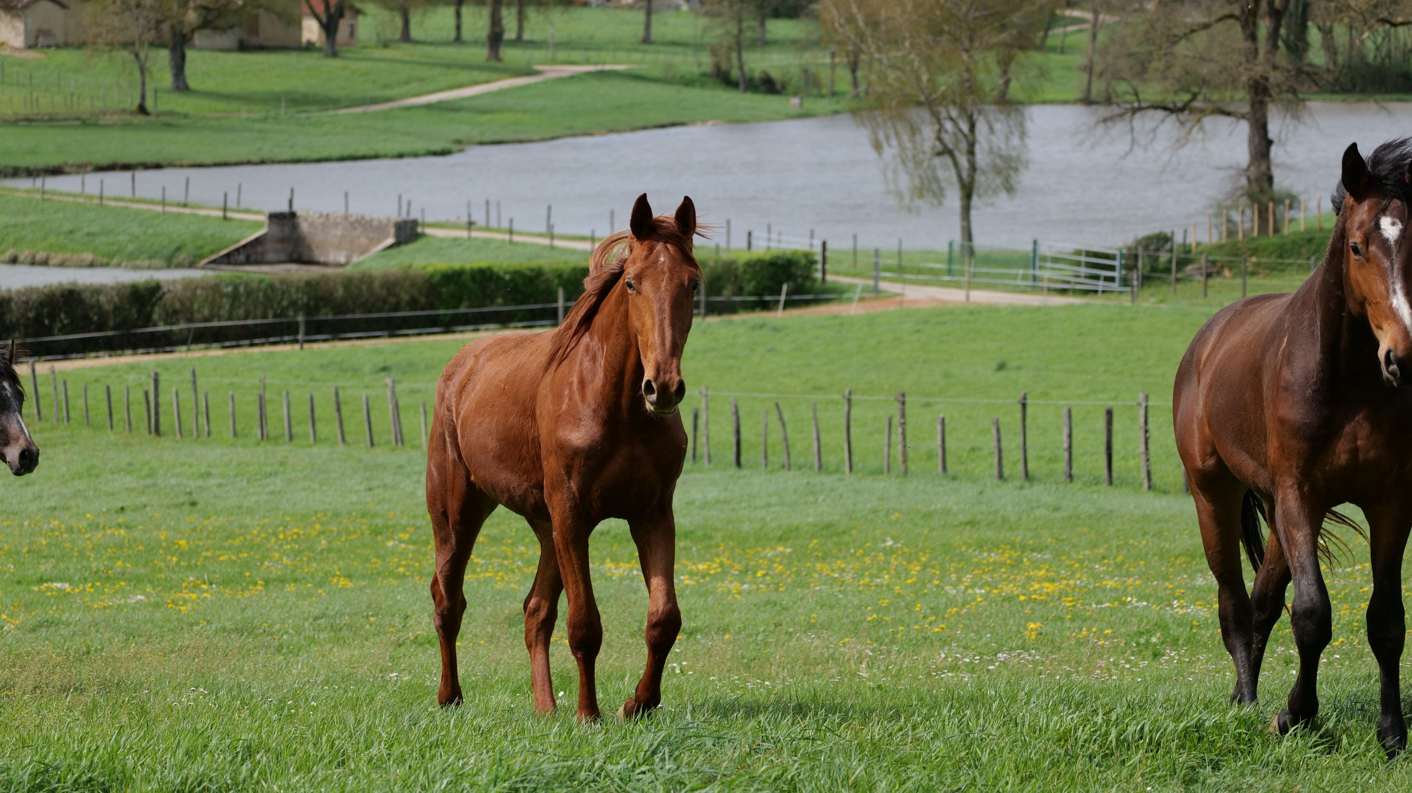 la sélection et la préparation de vos juments receveuses - Béligneux le ...