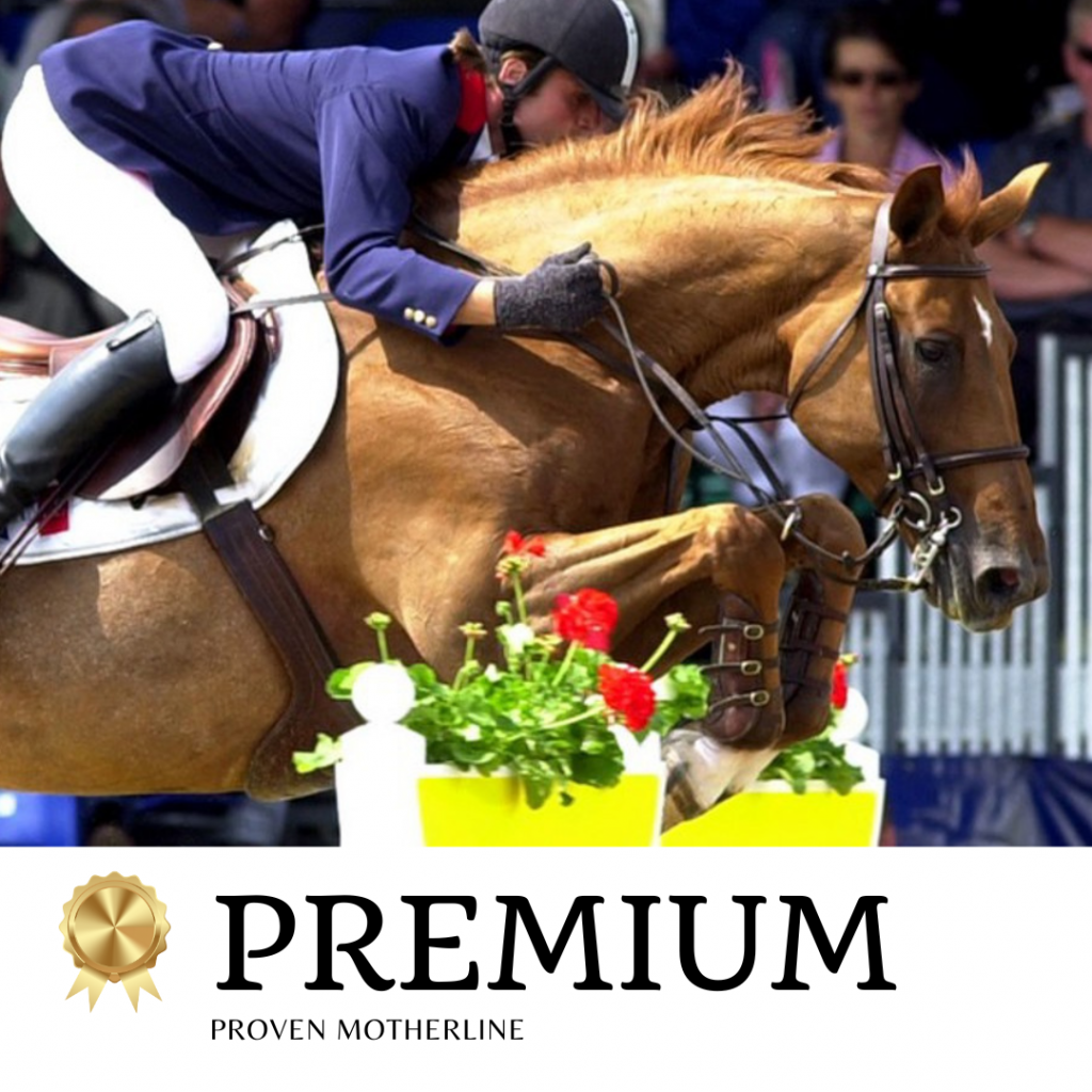 VENTES ELITES - Béligneux le haras